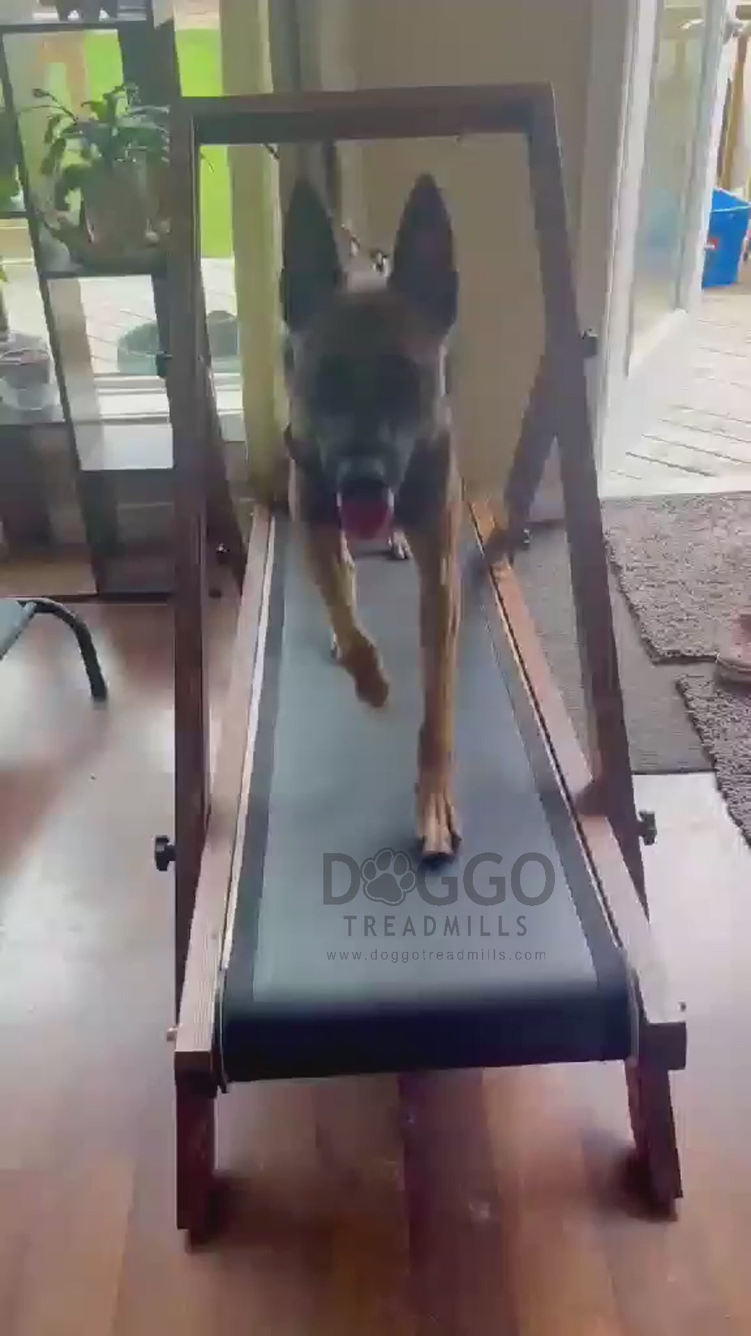 Extra Large Treadmill – Doggo Treadmills